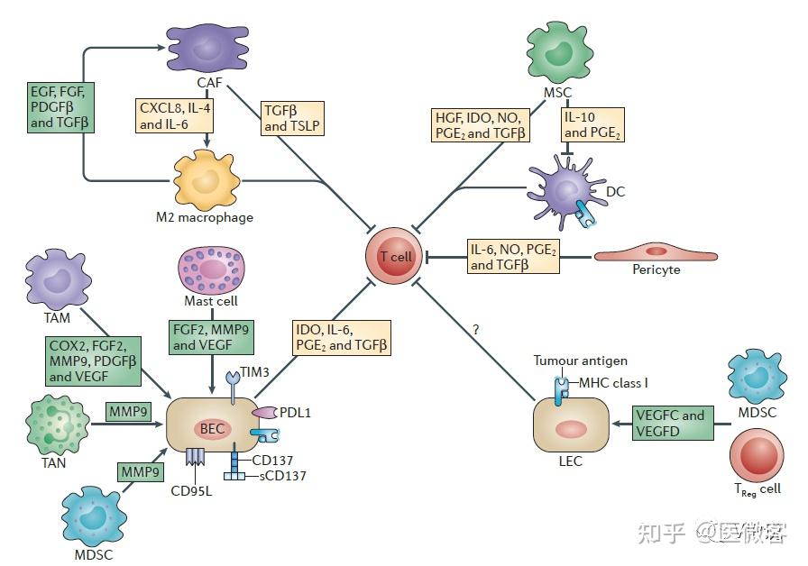 PD-L2知多少 - 知乎