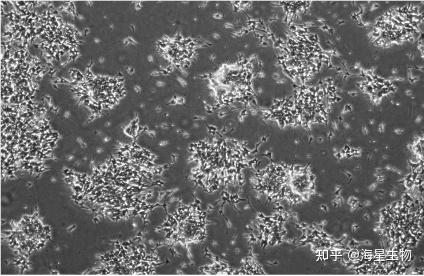 细胞培养中细胞成团如何处理？ - 知乎