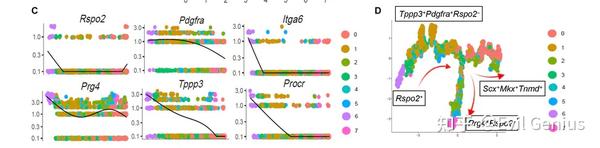 单细胞轨迹分析之应用篇 - 知乎