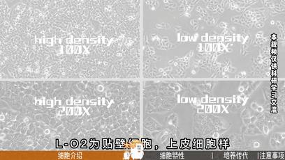 L-O2细胞培养，人正常肝细胞培养攻略-丰晖生物 - 知乎