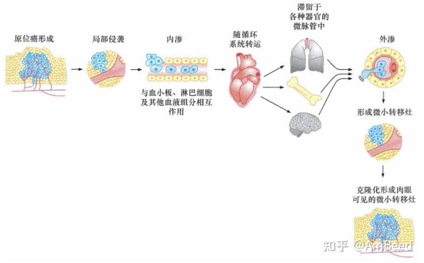 【AmBeed解读】EMT：一个关键生物学过程及其潜在的药物干预点 - 知乎