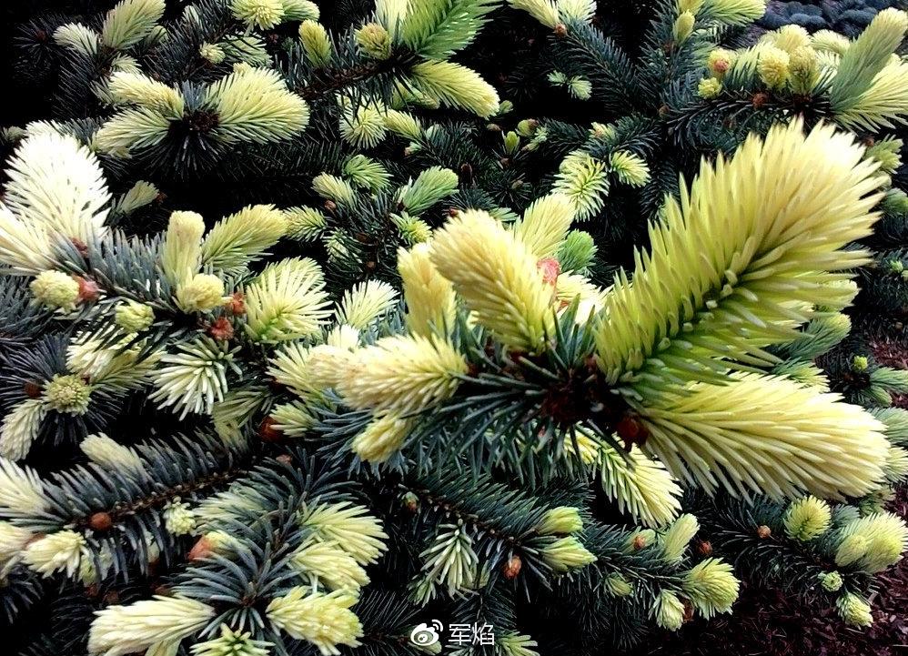 花园植物|蓝杉-冬季最美的蓝色 - 知乎