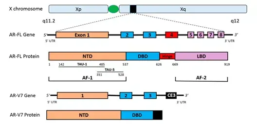 学术前沿｜AR-V7在去势抵抗性前列腺癌中的检测意义 - 知乎