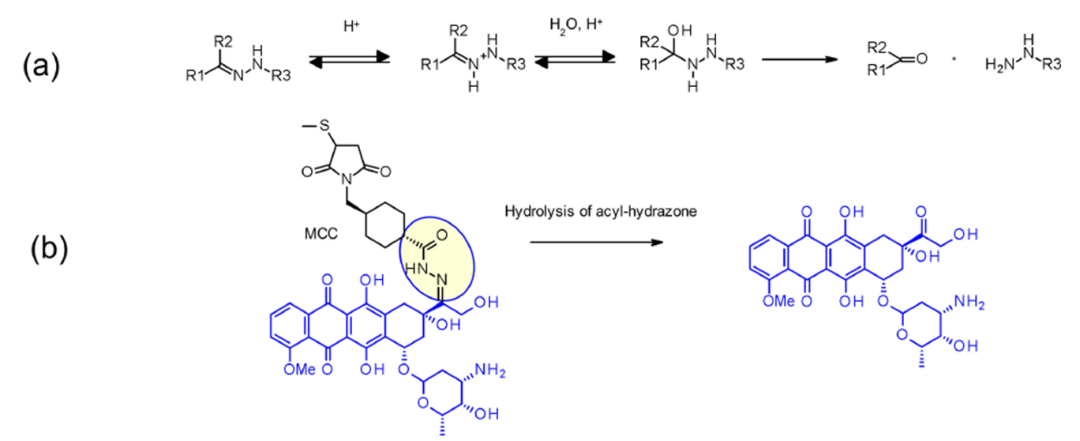 13-曜享干货 | 连接子（Linker）——mAb到ADC之路的关键 - 知乎