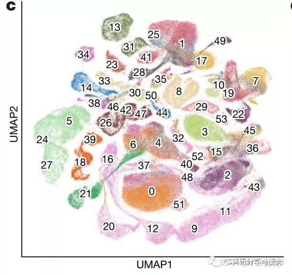 转录组不求人系列(四):UMAP分析及可视化 - 知乎