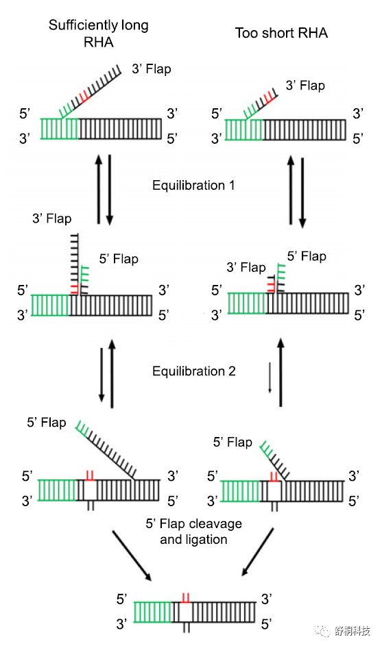 基因编辑工具分享 （五） | DeepPrime: Prime Editing编辑效率预测模型 - 知乎