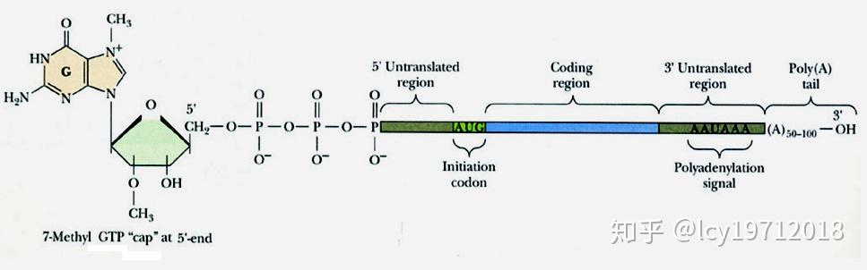信使核糖核酸（mRNA）的结构与功能 - 知乎