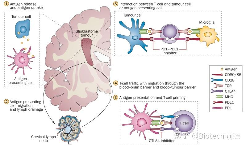 颅内肿瘤的免疫循环——ICIs及CAR-T治疗脑转移的基础 - 知乎