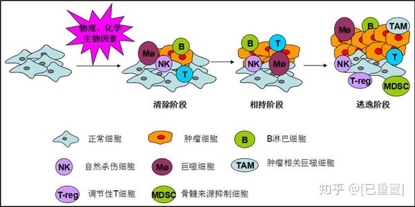 TBNK检测 筑起身体的第一道防线 - 知乎