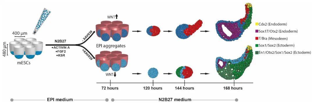 Bio-protocol | 2023年7月20日最新上线实验方案目录 - 知乎