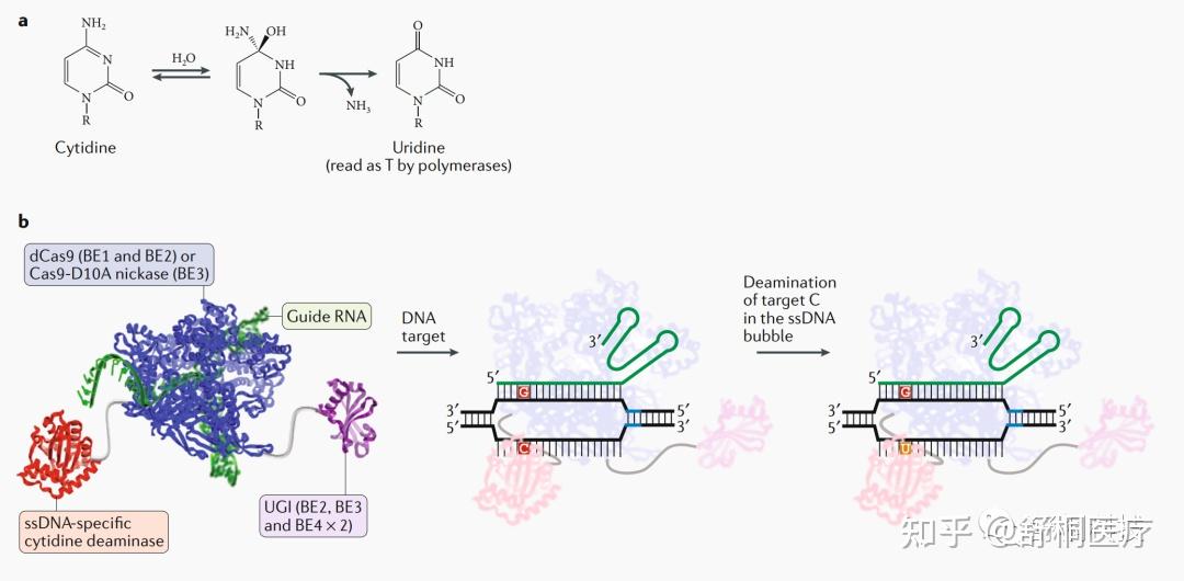 Detect-seq——CBE脱靶检测新技术 - 知乎