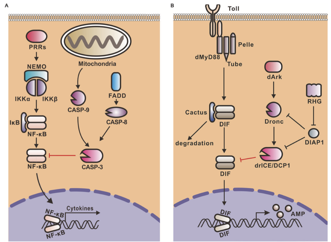 CDD丨caspase-3通过NF-kb抑制炎症 - 知乎
