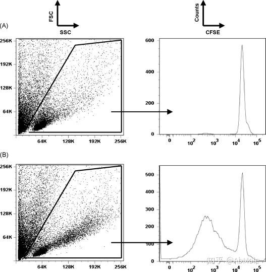 AbMole经典详解| CFDA-SE：细胞增殖与体内示踪，多维度荧光解决方案 - 知乎