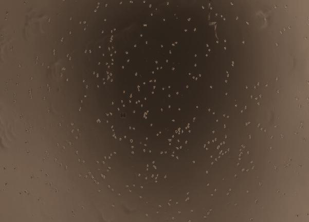 蛋白活性实验-巨噬细胞炎性蛋白1α(MIP1a) - 知乎