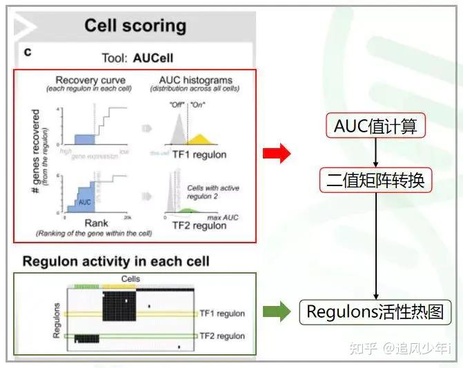 10X单细胞（10X空间转录组）数据分析之转录因子的分析方法与解读 - 知乎