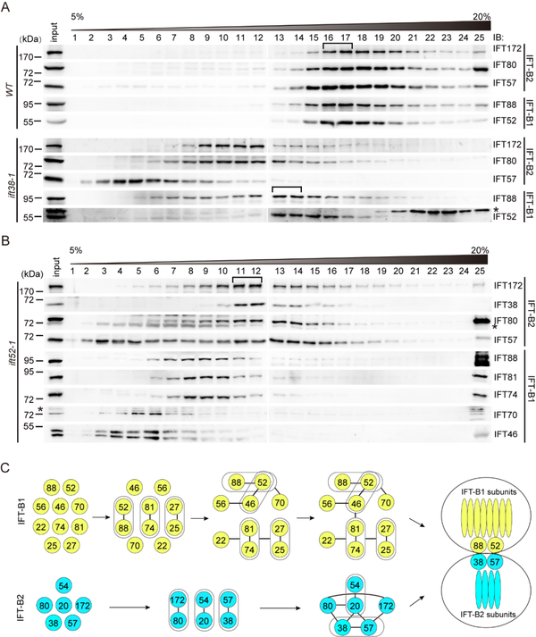 iScience︱清华大学潘俊敏课题组揭示IFT-B复合体的组装和稳定的新机制及其在BBSome运输中的新功能 - 知乎