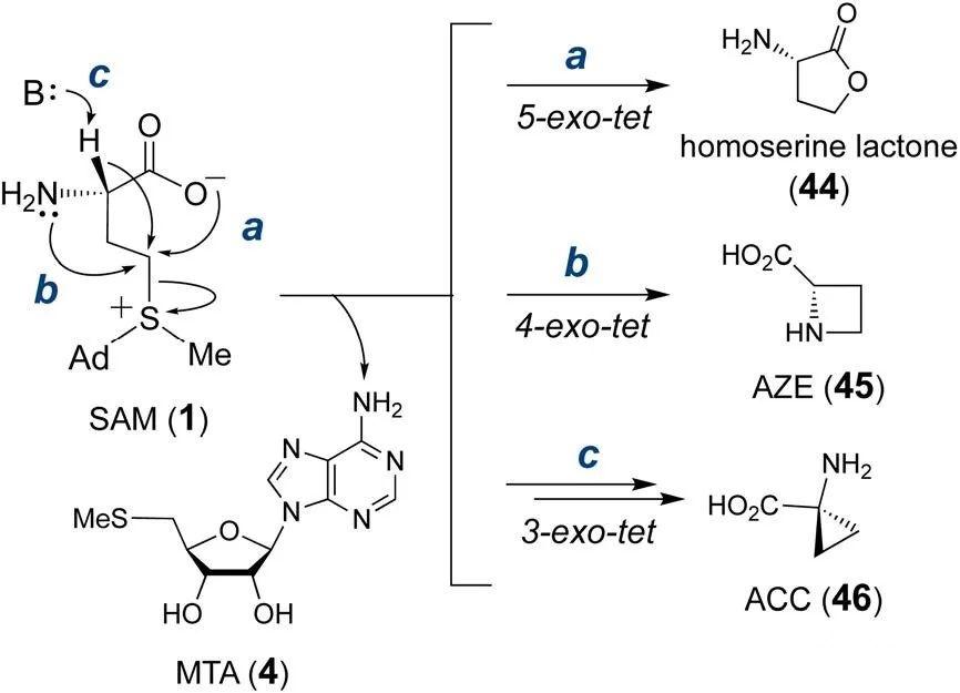 刘鸿文教授NPR综述│SAM不仅仅是甲基供体 - 知乎