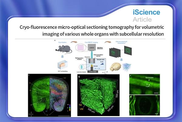 进展汇编：近期应用国产成像技术fMOST的14篇重要学术成果 - 知乎