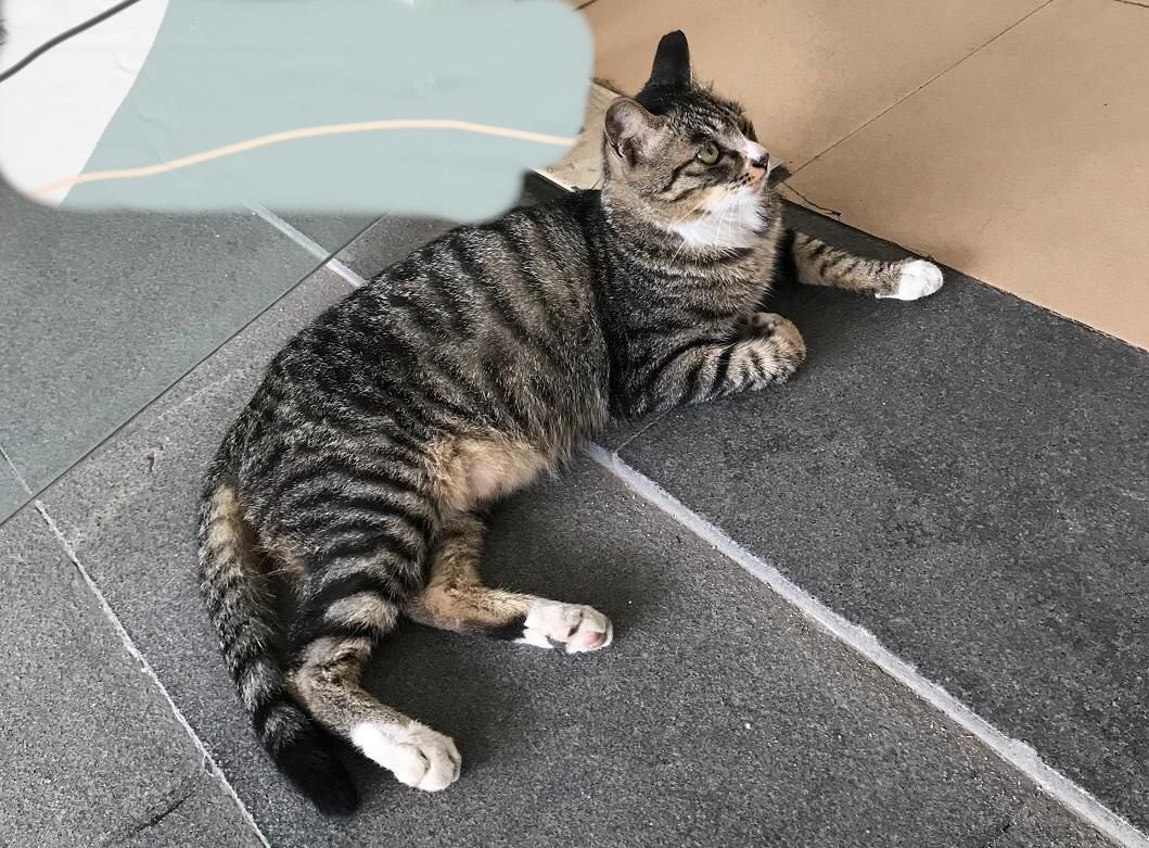 深度学习 使用tensorflow实现猫狗识别 知乎