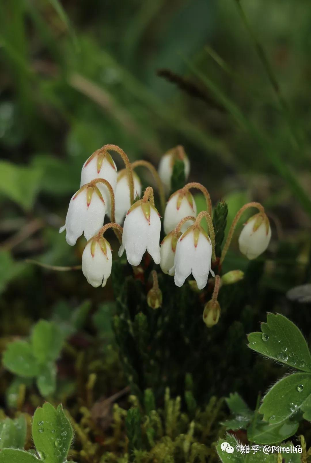 嘎隆拉--“上帝的后花园”//从波密到墨脱 - 知乎