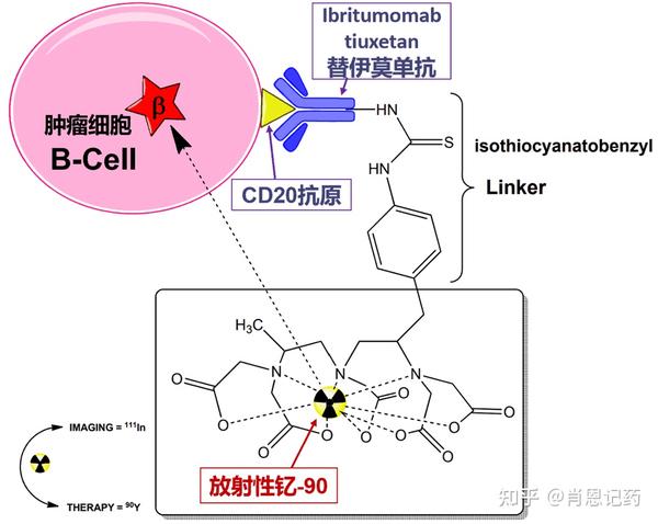 记住所有FDA生物药 | 最后3款CD20 | 奥法妥木单抗,Ibritumomab tiuxetan,Ublituximab - 知乎