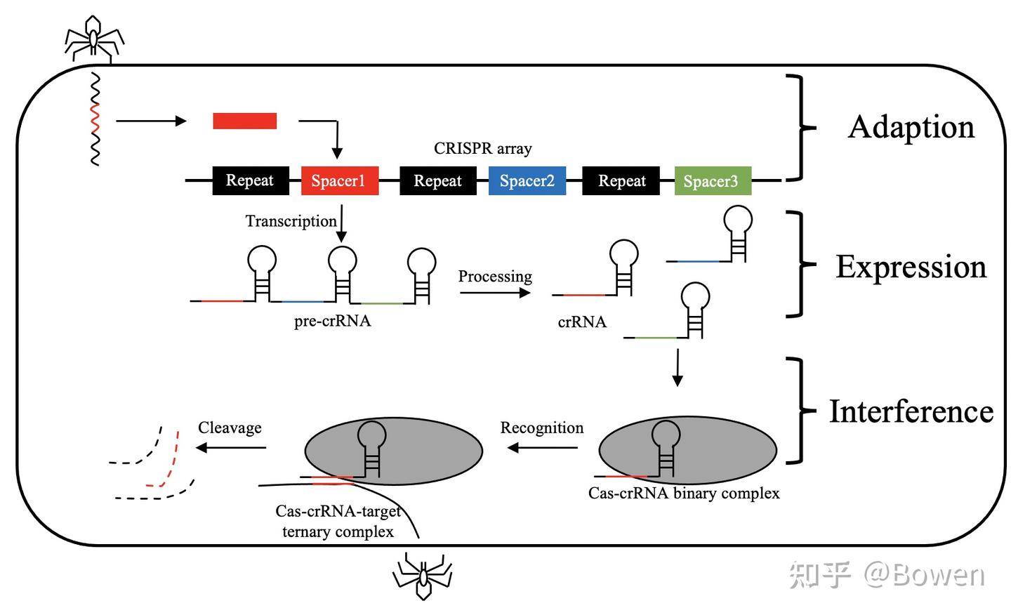 CRISPR-Cas13系统的分类、功能及应用 - 知乎