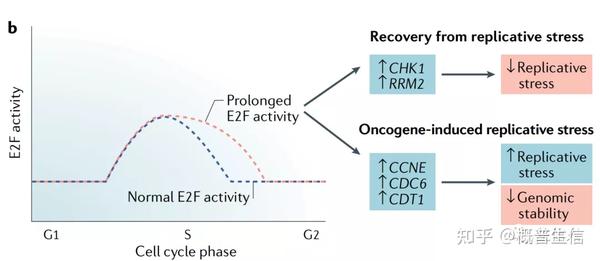 癌症中的E2F转录因子家族 - 知乎