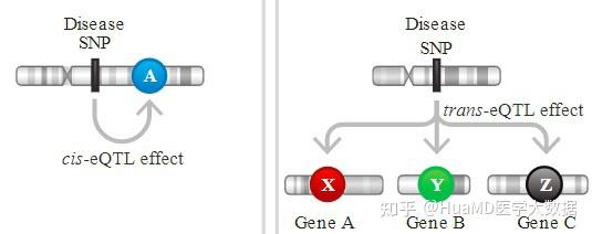 eQTL, cis-eQTL, trans-eQTL介绍和获取 - 知乎