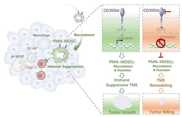 今日《自然》：中国科学家找到全新肿瘤免疫治疗靶点，产生广谱抗肿瘤效果 - 知乎
