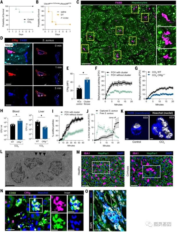 Science ｜ 肝脏的自救：Kuffer合胞体在纤维化肝脏中补充巨噬细胞功能 - 知乎