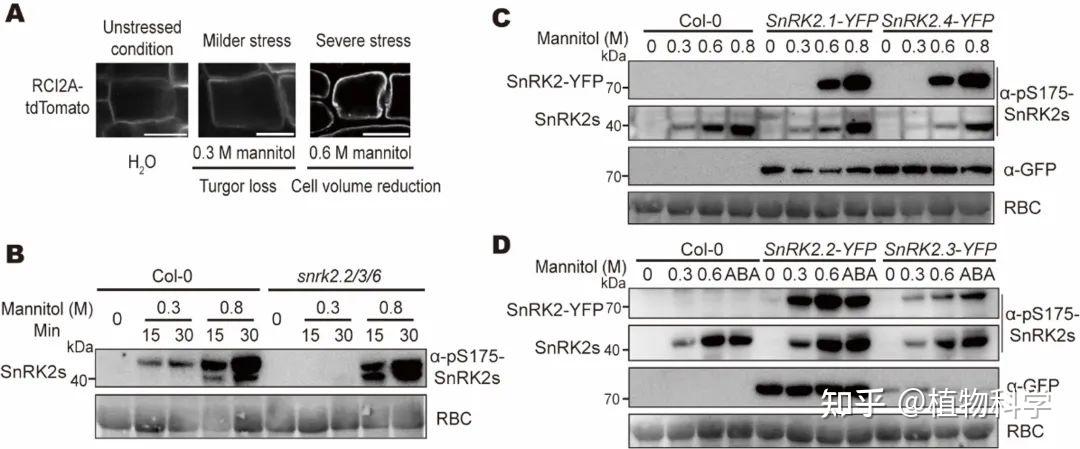 Science Advances | 中国科学院分子植物卓越中心赵杨研究组揭示SnRK2激酶感知大分子聚集信号介导渗透胁迫下解抑制过程 - 知乎