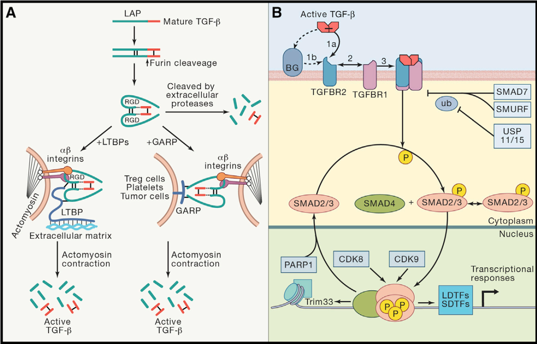 转化生长因子β（TGFβ）人源化小鼠 - 知乎