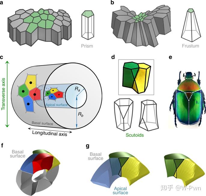 科学家发现了新的三维几何形状——Scutoid - 知乎