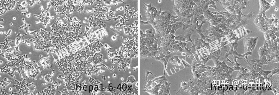Hepa1-6小鼠肝癌细胞培养攻略 - 知乎