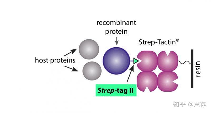 Strep Tag II抗体，真的超级好用 - 知乎