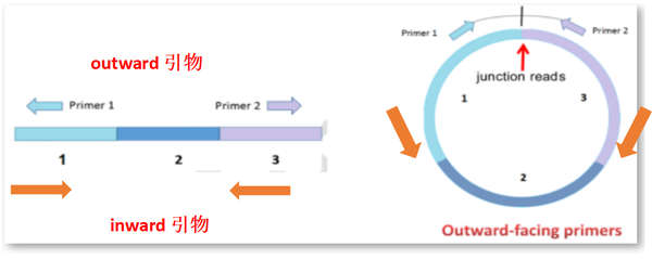 技术干货| eccDNA测序后续应该怎么验证？云序带你一探究竟！ - 知乎