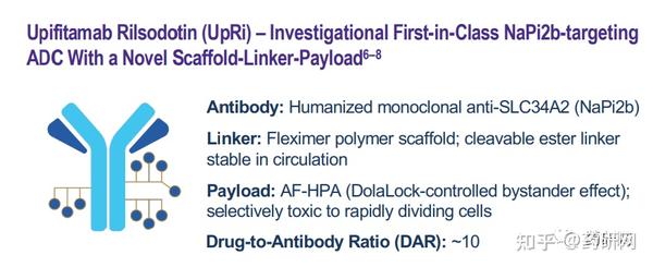 肺癌及卵巢癌潜力靶点：NaPi2b（SLC34A2） - 知乎