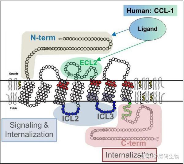 肿瘤免疫靶点｜CCR8 - 知乎