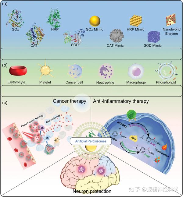 Adv Sci 综述｜四川大学华西医院邱逦/马朗/唐远姣发现工程细胞膜涂层催化剂用于多功能的人工过氧化物酶体 - 知乎