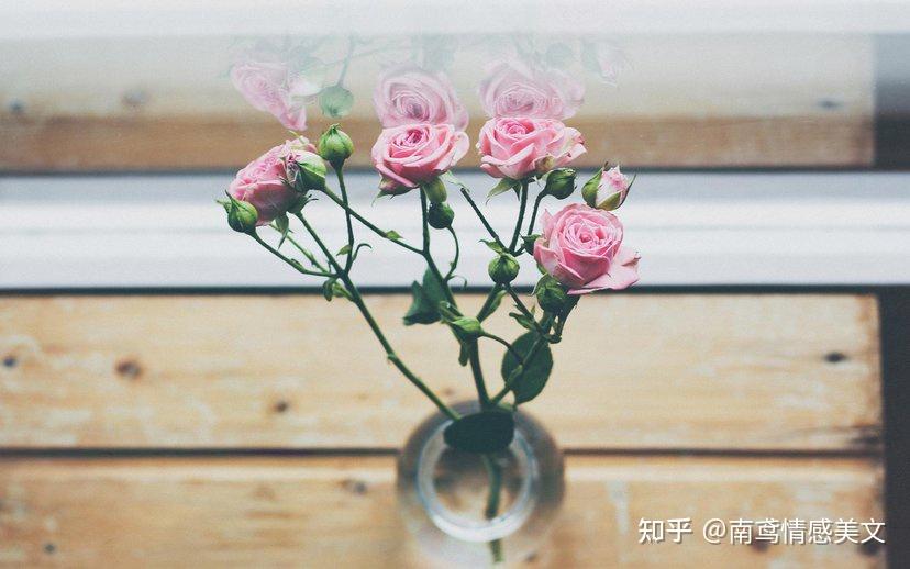 白茶清欢无别事，我在等风也等你 知乎