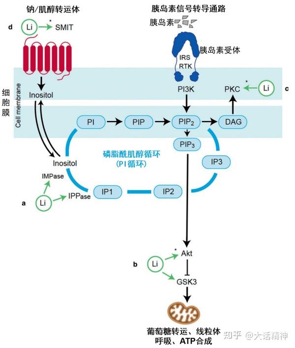 新观点：锂、胰岛素信号与双相情感障碍「研究速递」 - 知乎