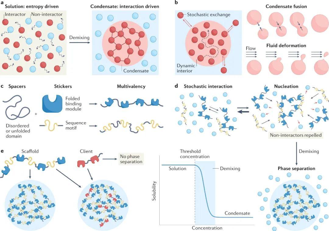 NAT REV |液-液相分离驱动癌症发展 - 知乎