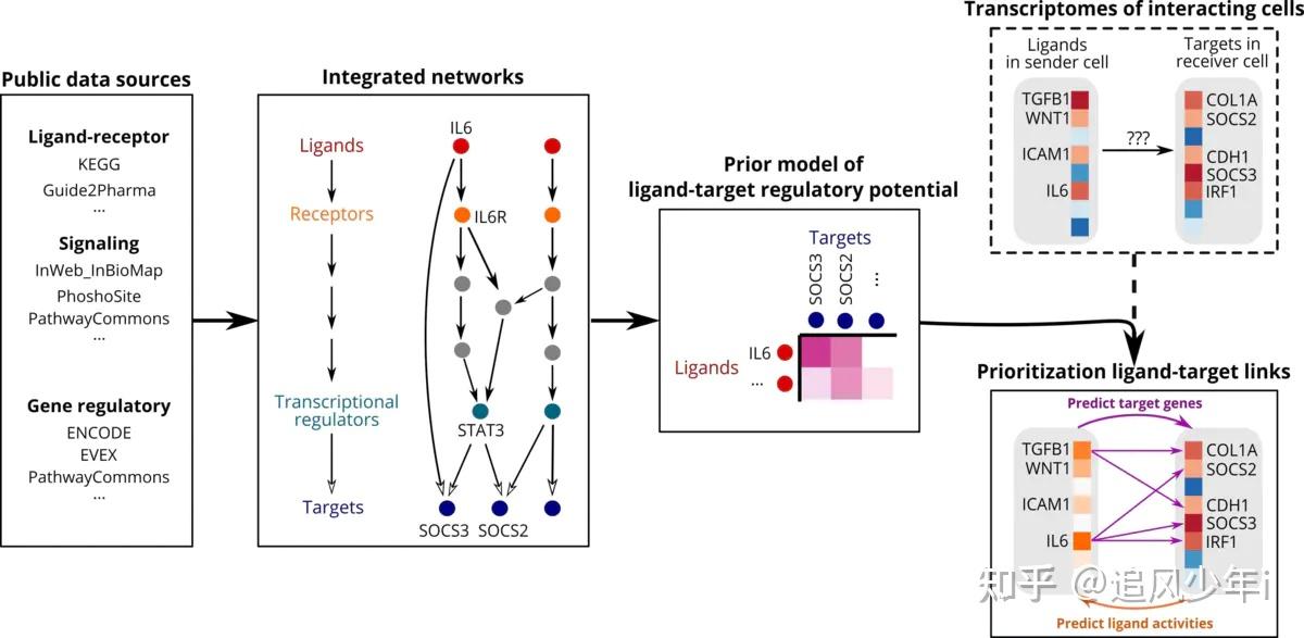 10X单细胞（10X空间转录组）通讯分析之总结Nichenet生态位通讯比较分析 - 知乎