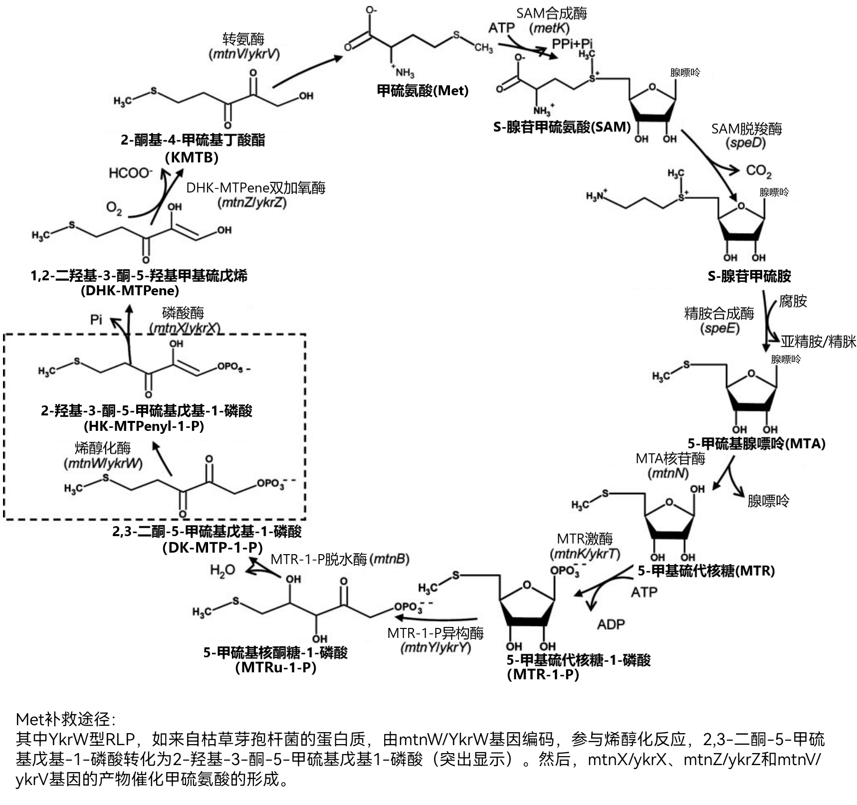 聊聊RuBisCO - 知乎