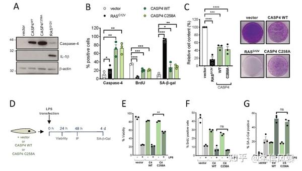 Nature:半胱天冬酶-4促进细胞衰老 - 知乎
