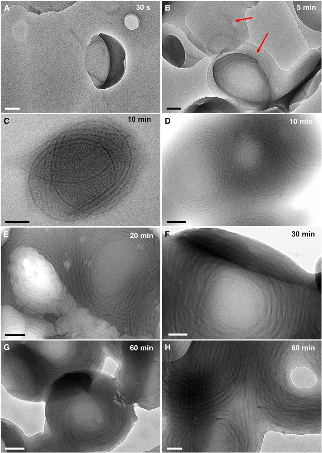 《Science》子刊：利用结晶驱动组装技术制备2D和3D的多环结构 - 知乎