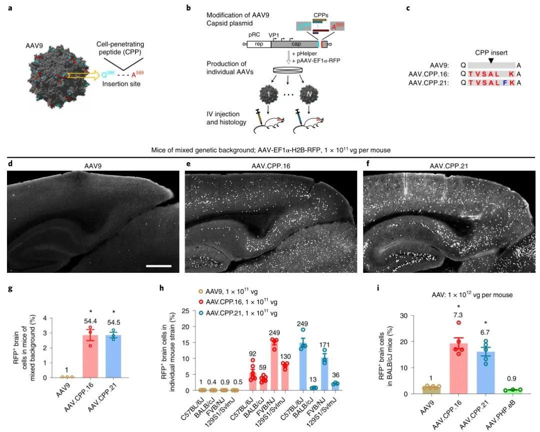 新型变体AAV.CPP.16 | 高效穿透啮齿类和非人灵长类动物血脑屏障！ - 知乎