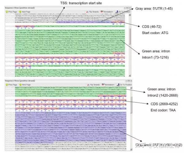 怎么查找基因的启动子、UTR、TSS等区域以及预测转录因子结合位点 | 环状RNA社区 - 知乎
