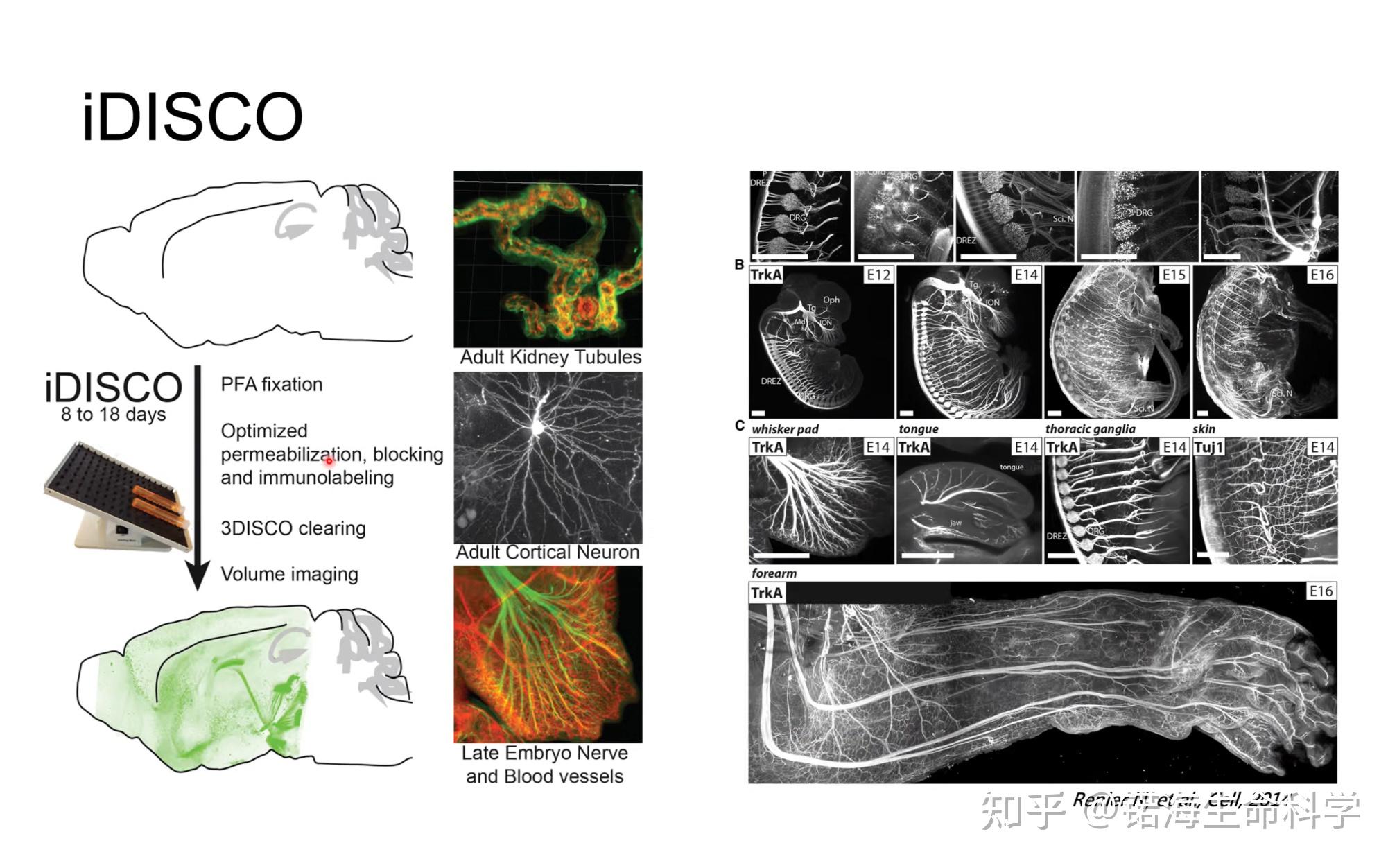 组织透明化技术汇总，三维成像，建议收藏！ - 知乎