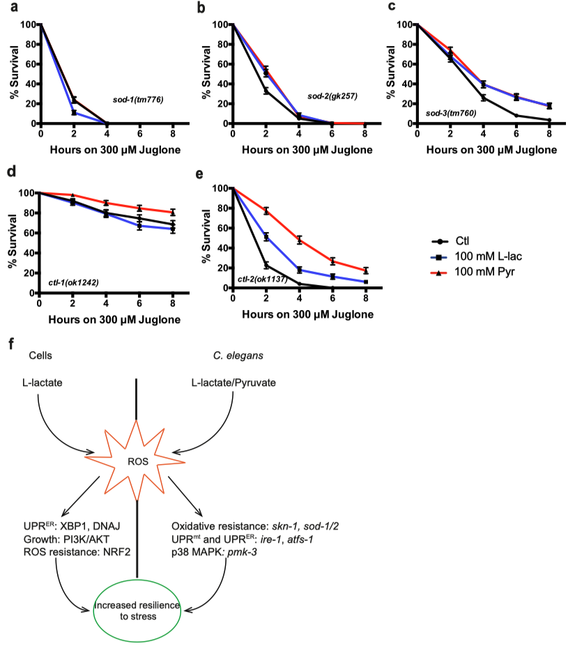 CDD丨乳酸和丙酮酸通过激素 ROS 信号促进氧化应激抵抗 - 知乎